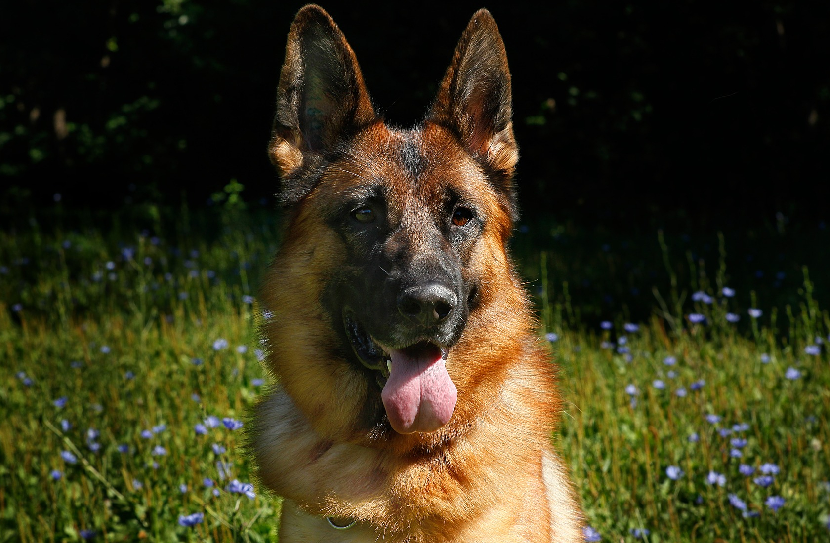 7 najbolj nevarnih pasem psov | Moj Dino